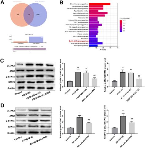 Lilrb4 Knockdown Inhibits Aortic Dissection Development By Regulating Pyroptosis And The Jak2