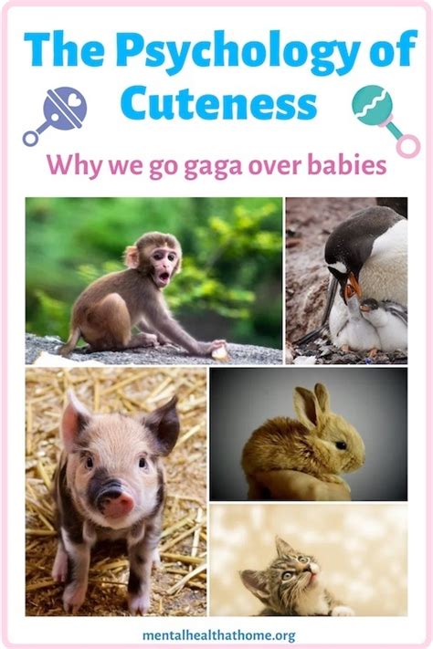 What Is The Psychology Of Cuteness Mental Health Home