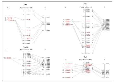 Separate Snp And Microsatellite Framework Maps Linkage Maps Built Via Download Scientific