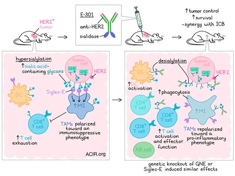 Targeting The Sialoglycan Siglec Axis For Cancer Immunotherapy