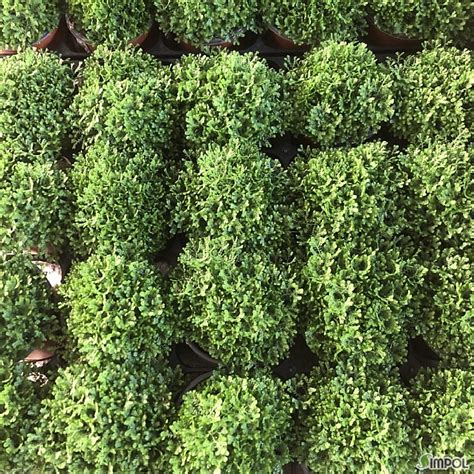 셀라기넬라 구름자리 10cm화분묘 묘종 3개 실내월동 여러해살이 지피식물 선태식물 천지가야생화 야생화허브수생식물채소동백 심폴