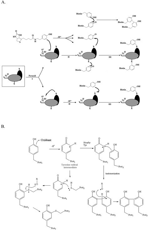 Using Oxidative Crosslinking And Proximity Labeling To Quantitatively Characterize Protein