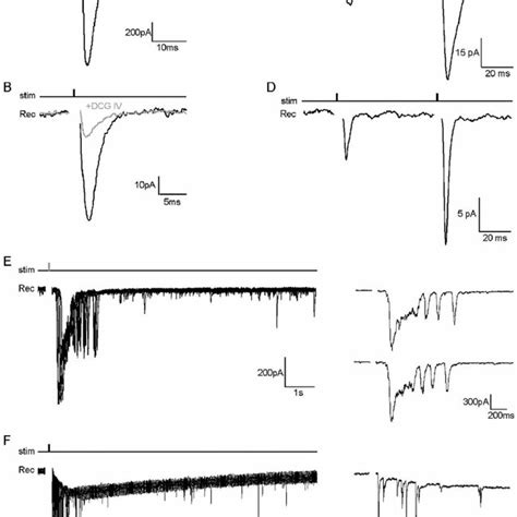 A Subpopulation Of Hilar Sng2 Cells Receives A Glutamatergic Input Download Scientific
