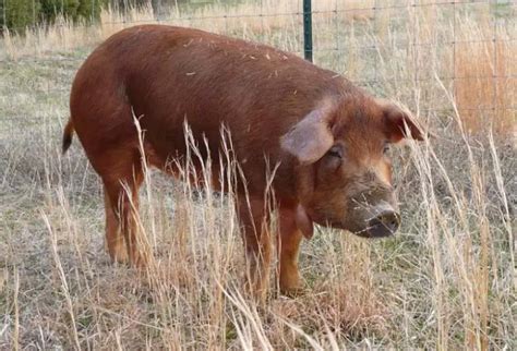 Red Wattle Hogs
