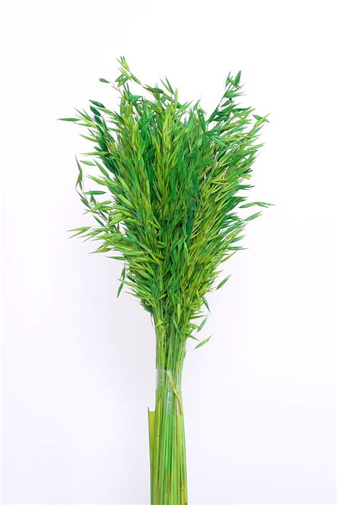 Avena Grass Intercon Impex Dried Flower Sola Potpourri Manufacturers And Wholesalers