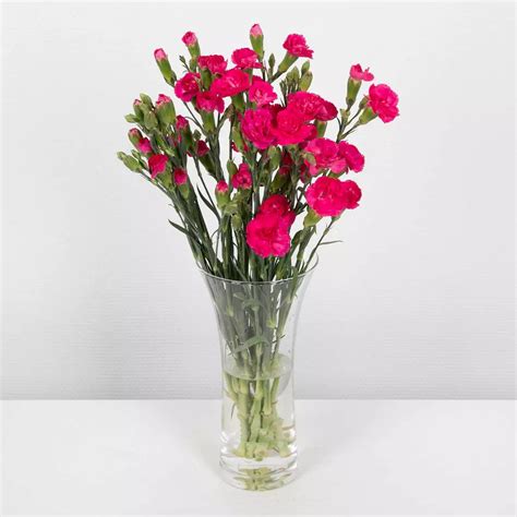 Carnations Aldi Uk