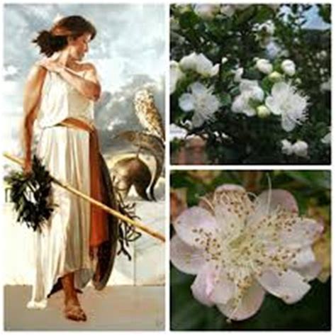 Комнатный цветок мирт, посадка и уход, размножение семенами и черенками