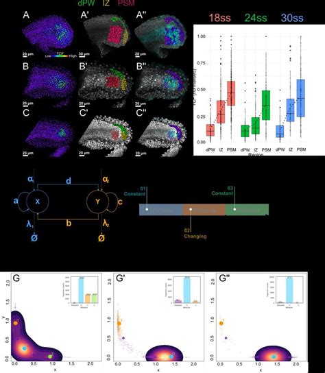 stochastic modelling of a genetic toggle switch with a time varying