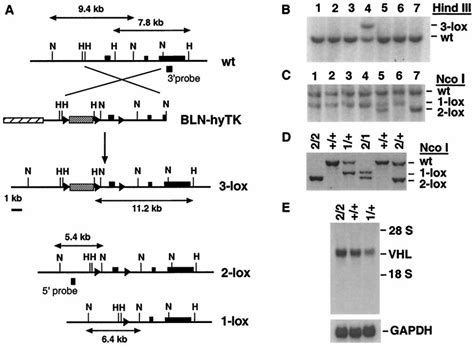 Generation Of Mutant Mouse Lines Carrying A Conditional Vhl Null Allele