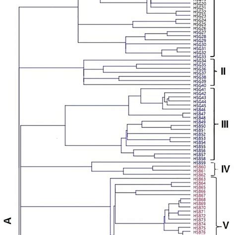 dendrogram generated using jaccard s coefficient and upgma cluster