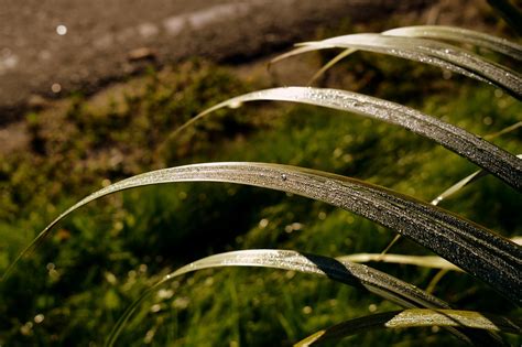 Grass Dew Dewdrops Free Photo On Pixabay Pixabay