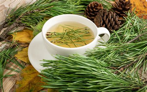 В Отвара от борови иглички за подобряване на зрението Разходката из иглолистната гора е