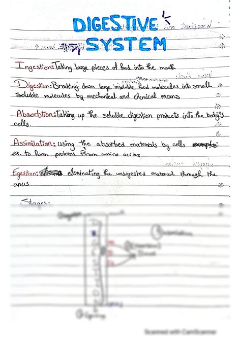 Digestive System Igcse Biology At Steven London Blog