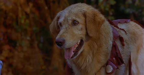 How Many Air Bud Movies Are There In Total