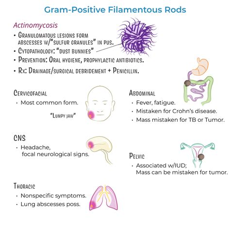 Immunology Microbiology Glossary Actinomyces Israelii Ditki