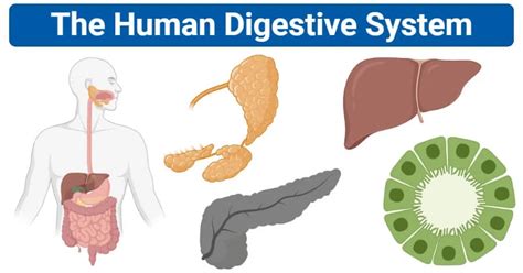 Human Digestive System Drawing Step By Step How To Draw Diagram Of Human Digestive System