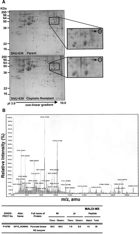 Decreased Pyruvate Kinase M2 Activity Linked To Cisplatin Resistance In Human Gastric Carcinoma