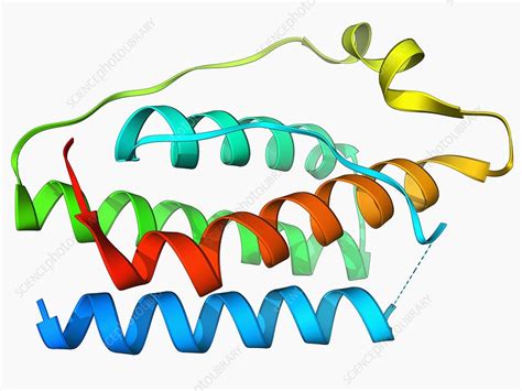 Leptin Molecule Stock Image F0069243 Science Photo Library