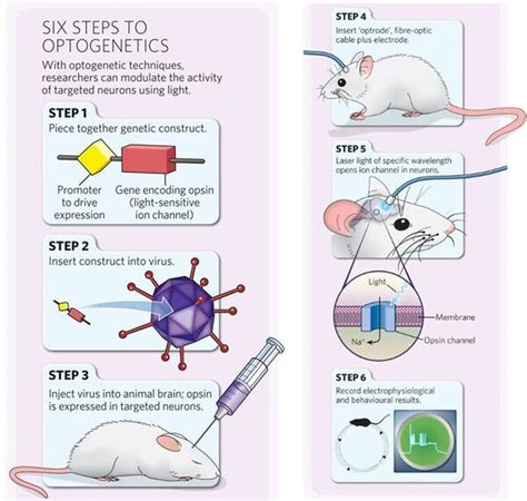 Optogenetics Wikispooks