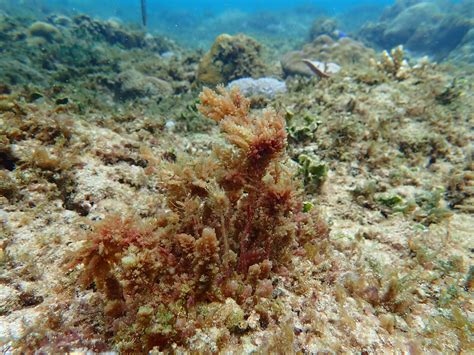 Our New Refugium Setup Guide 2024 Aquariums For Beginners