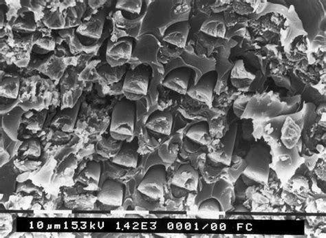 Scanning Electron Micrograph Of The Fractured Surface Of A Specimen Of Download Scientific