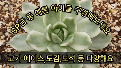 2월 2일 Sp보석도감 등 고가종 아이들 구경해보세요 다육 다육이금 다육이 다육식물 다육이키우기 금다육
