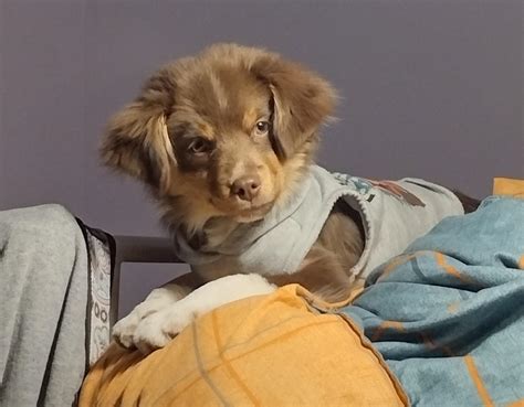 Regal Nyx on her perch 👑 🐾 : r/miniaussie
