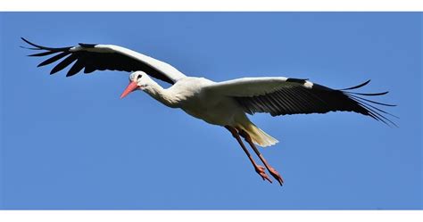 Пловдивски екоинспектори спасиха 15 птици от защитени видове Български Фермер