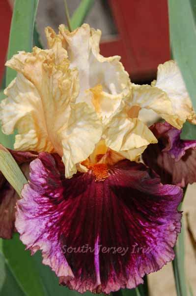 Raspberry Swirl – South Jersey Iris