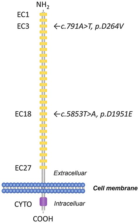 Molecular Structure Of The Human Cadherin 23 Protein Positions Of The