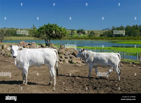 Cattle Nellore In Confinement On A Farm In Countryside Of Brazil