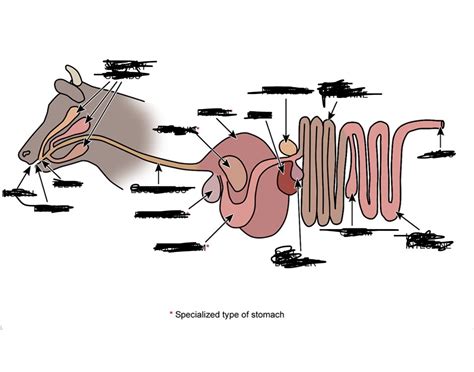 Ruminent Digestive System Quiz