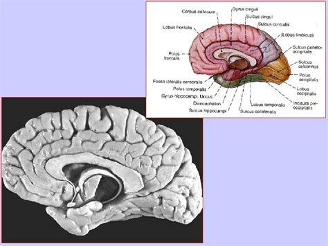 TELENCEPHALIC CORTEX NOMENCLATURE Paleocortex Archicortex Allocortex Neurons In