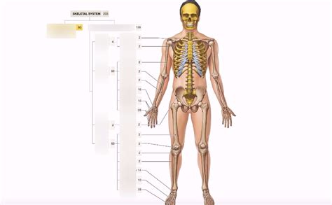 Appendicular Skeleton Ex 15 Diagram Quizlet