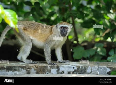 Affe Afrika Fotos Und Bildmaterial In Hoher Auflösung Alamy
