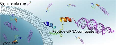 Peptide Sirna Conjugates Boc Sciences
