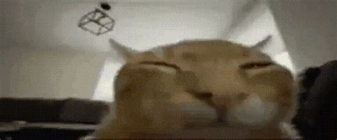 Cat Flip Silly Cat  Cat Flip Silly Cat Cat Meme Descubre Y