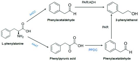 Biosynthesis Pathway Of 2 Phenylethanol In Rosa Species Par