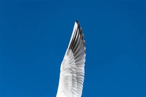 Jupyter Notebook Not Rendering On Github Heres A Simple Solution