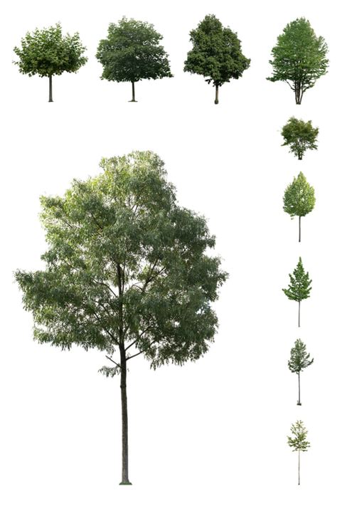 Tree Cutout Png Free Cliparts Download Images On Clipground