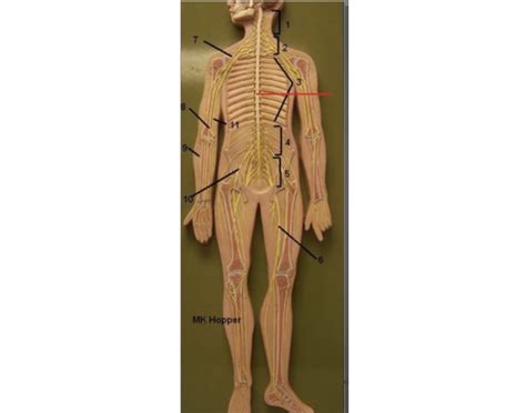 Identify And Describe Nerve Plexuses — Printable Worksheet