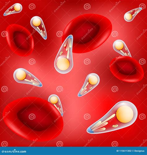 Toxoplasma Gondii Structure Cartoon Vector 95762593