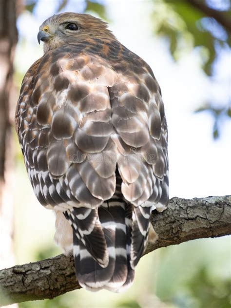 Red Shouldered Hawk Perched On A Tree Branch Photographed From Behind