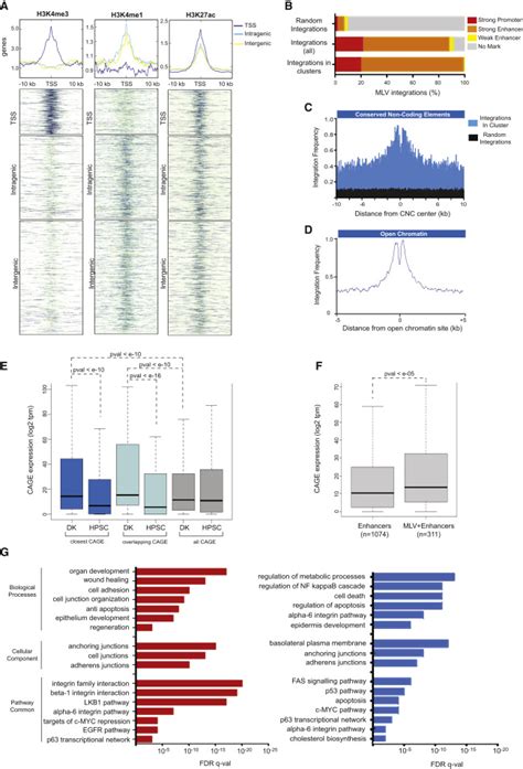Mlv Integration Clusters Mark Regulatory Regions Associated With Download Scientific Diagram