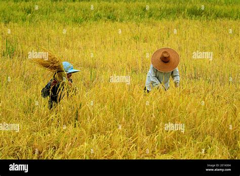 Method Of Harvesting Of Rice At Bill Kemp Blog