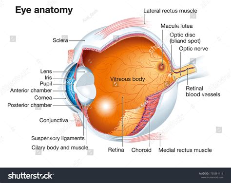 Ilustrasi Stok Anatomical Accurate Human Eye Anatomy Labeled 1735581113