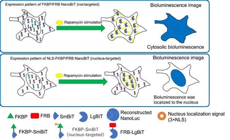 Imaging Intracellular Localization Of Protein To Protein Interactions