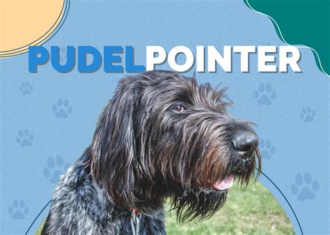 Son Pudelpointers Agresivos