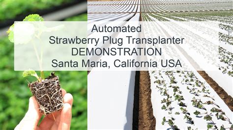 Cal Poly Strawberry Center On Linkedin Automated Strawberry Plug