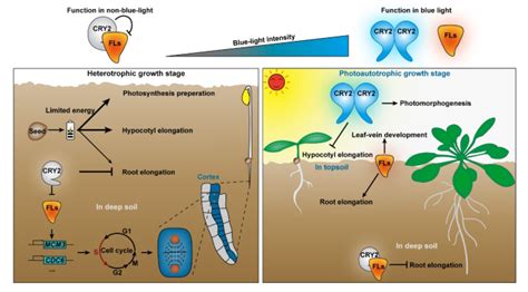 Breaking New Ground Cry2 The Blue Light Receptor Also Functions In Darkness College Of Life